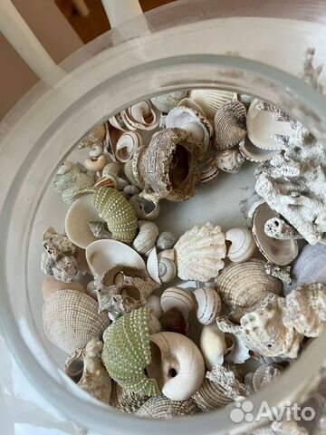 Ракушки с аквариумом