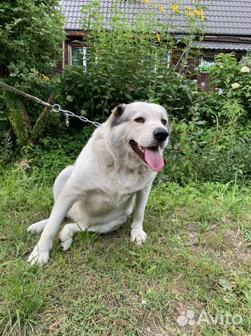 Алабай в добрые руки