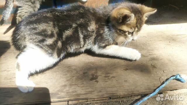Кошки в добрые руки бесплатно