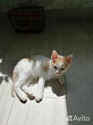 Двухмесячный котенок