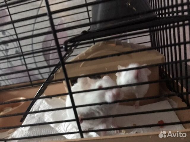 2 мышки и клетка 800