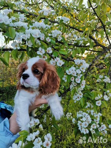 Кавалер Кинг чарльз