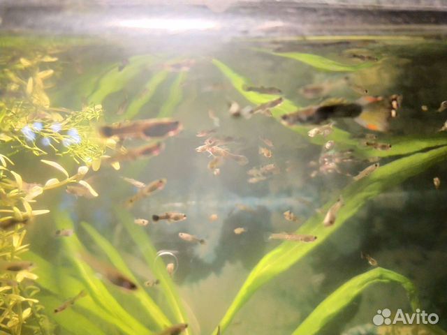 Аквариумные рыбки гуппи