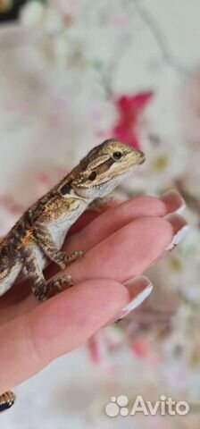 Бородатая агама