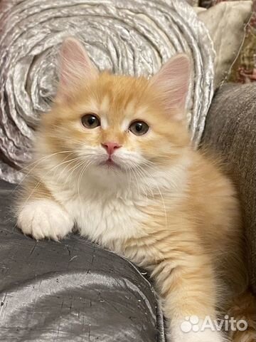 Рыжий коти сибиряк