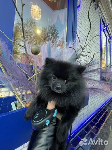 Памеранский шпиц кабель