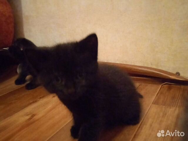 Котята в добрые руки даром