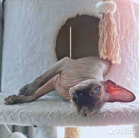 Девочка сфинкс в хорошие руки