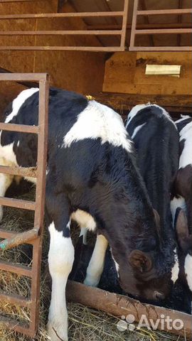 Бычки и телята