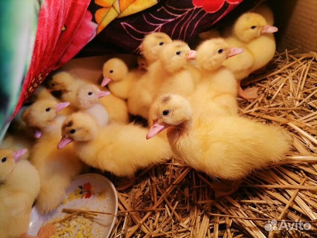 Суточные утята индоутки мускусные утки индоутята