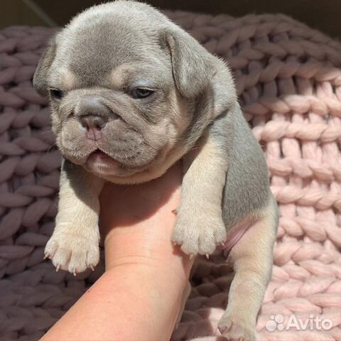 Французский Лиловый Шедевр