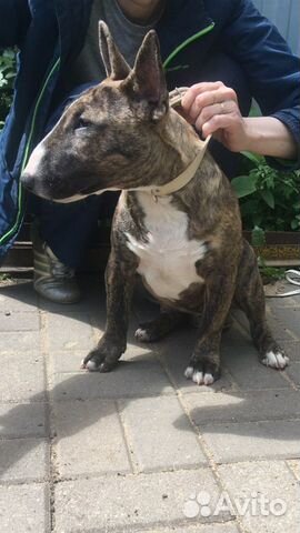 Щенок бультерьера