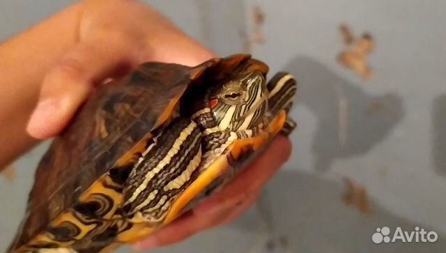 Красноухая черепаха(мальчик)