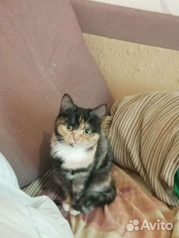 Кошка в добрые руки