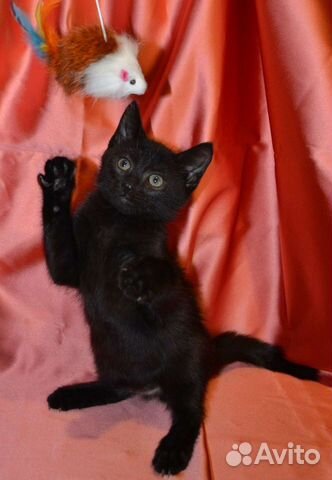 Котенок, два месяца