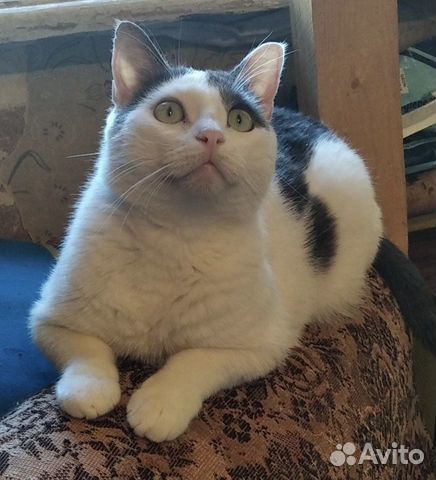 Кошки бесплатно