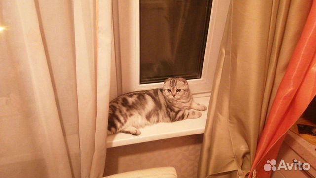 Шотландская вислоухая кошка в дар