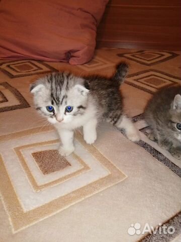 Котята 6 недель