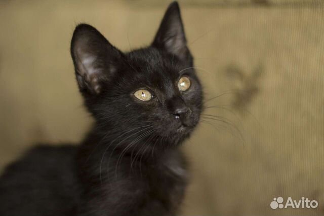 Кошка в дар