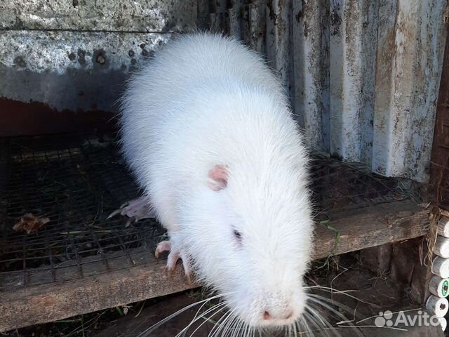 Самец нутрии