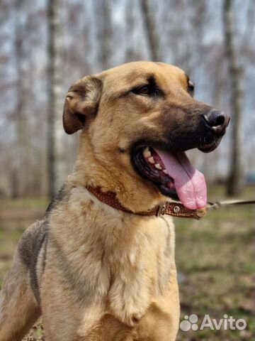 Лео заждался своего хозяина