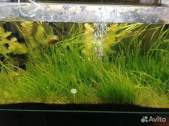 Валлиснерия аквариумное растение в дар