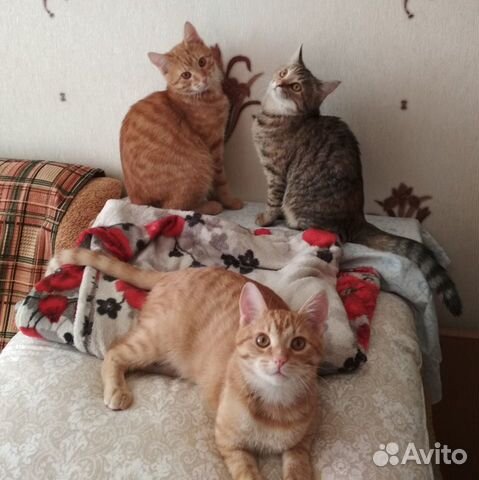 Отдам котят в добрые руки, 8 месяцев
