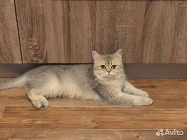 Британская голубая шиншилла