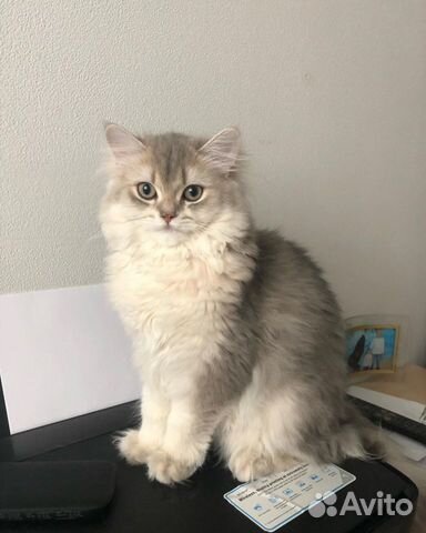 Котенок британец