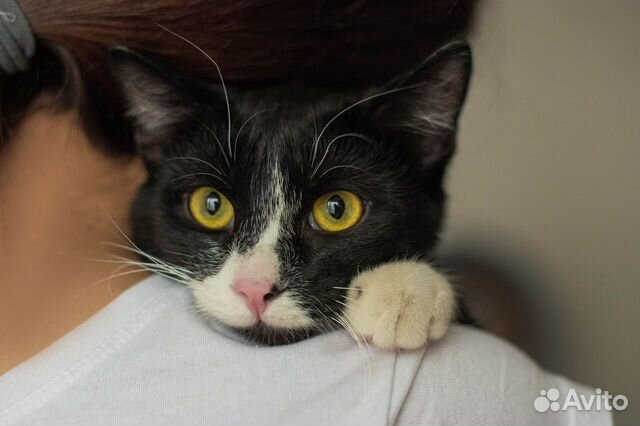 Котик Диего в поисках дома