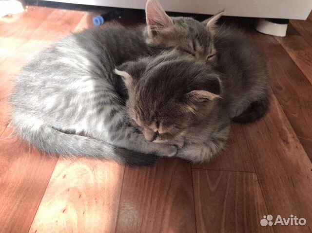 Котята вискас британцы вислоухие