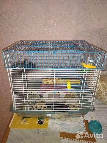 Клетка + крыса