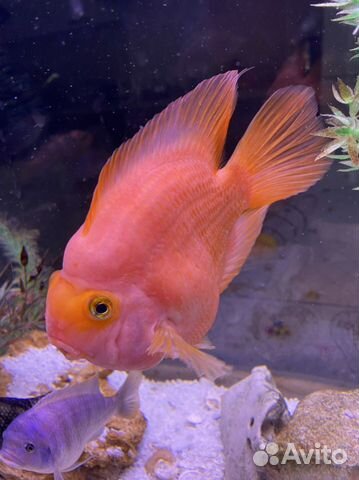 Рыбки Попугай