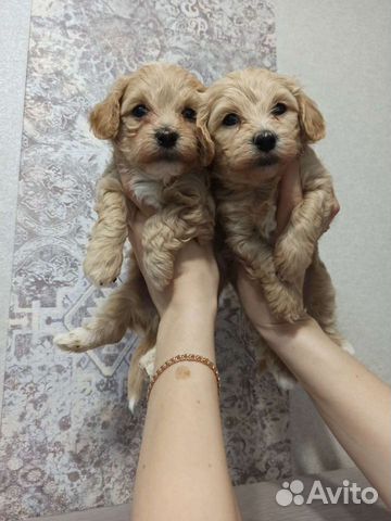 Мальтипу Ф1 мальчики карамельки будут яркие