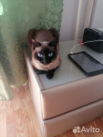 Отдам кошку Нюшу