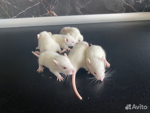 Крысы Дамбо белые