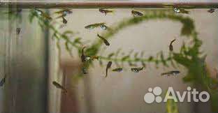 2 х недельные мальки гуппи