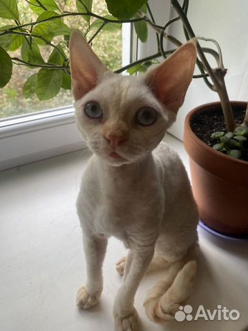 Котенок девон-рекс 7 месяцев