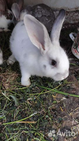 Крольчата