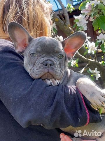 Француженка лилового окраса