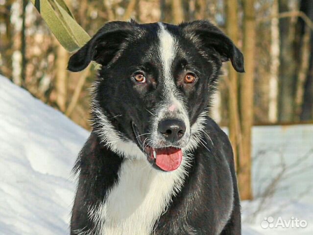 Спортивный красавец Чак из приюта ищет дом