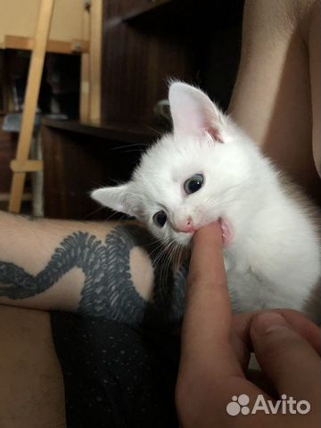 Котята домашние