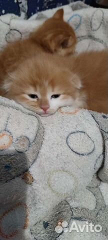 Шотландские вислоухие котята рыжие