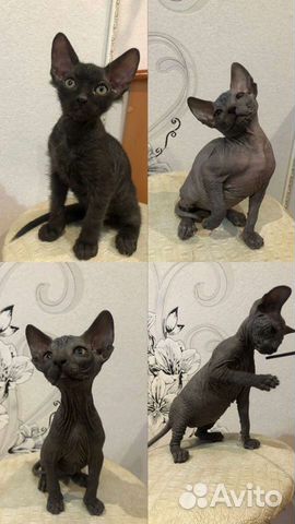 Донской сфинкс котята