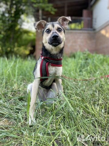 Маленькая собака Алис 8 месяцев