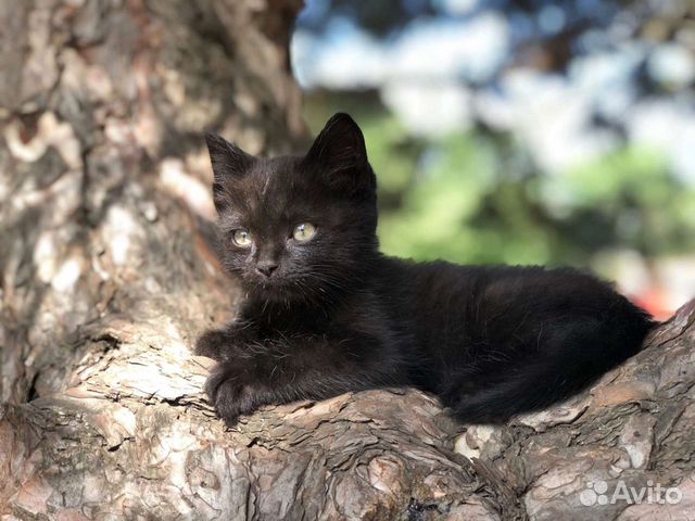 Котенок в добрые руки