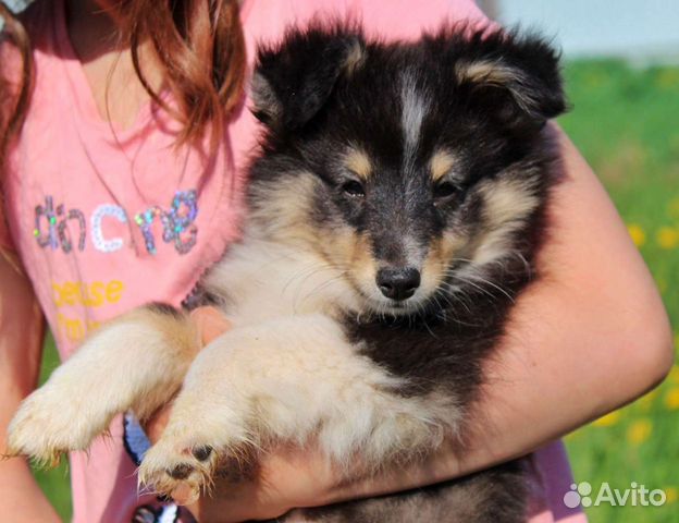 Щенки Шелти