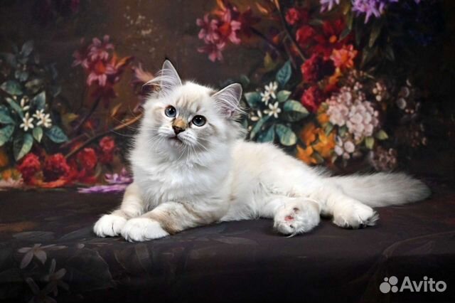 Невская маскарадная кошечка