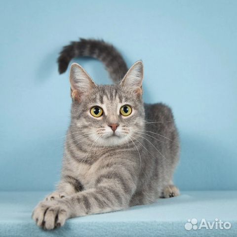 Миниатюрная ласкуша Мусечка (2 г.) в поисках дома