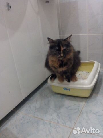 Сибирская черепаховая